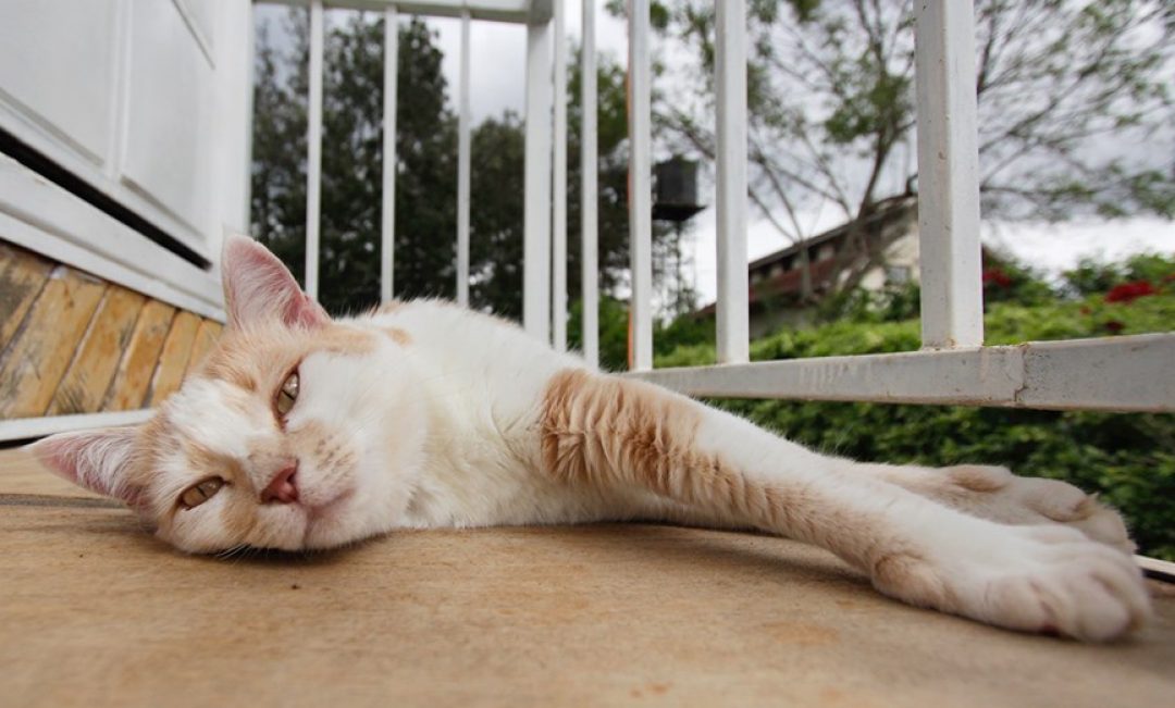 baby obi 2014 – Obi – A cat's Tale