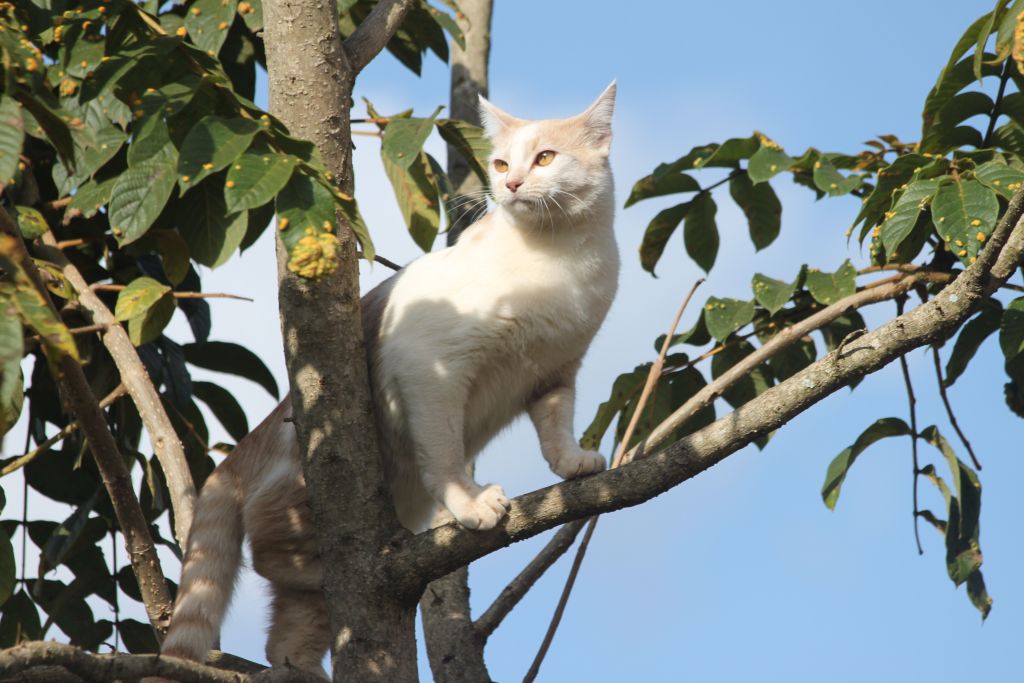 obi explorer – Obi – A cat's Tale